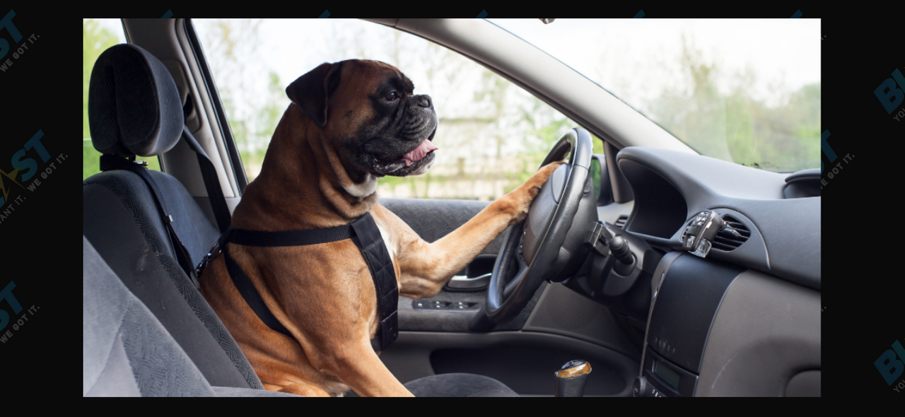 DUI Suspect Swaps Seats With His Dog After Being Pulled Over