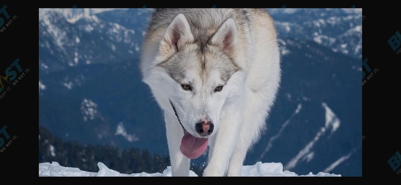 Montana Lady Kills And Skins Husky After Confusing It For A Wolf