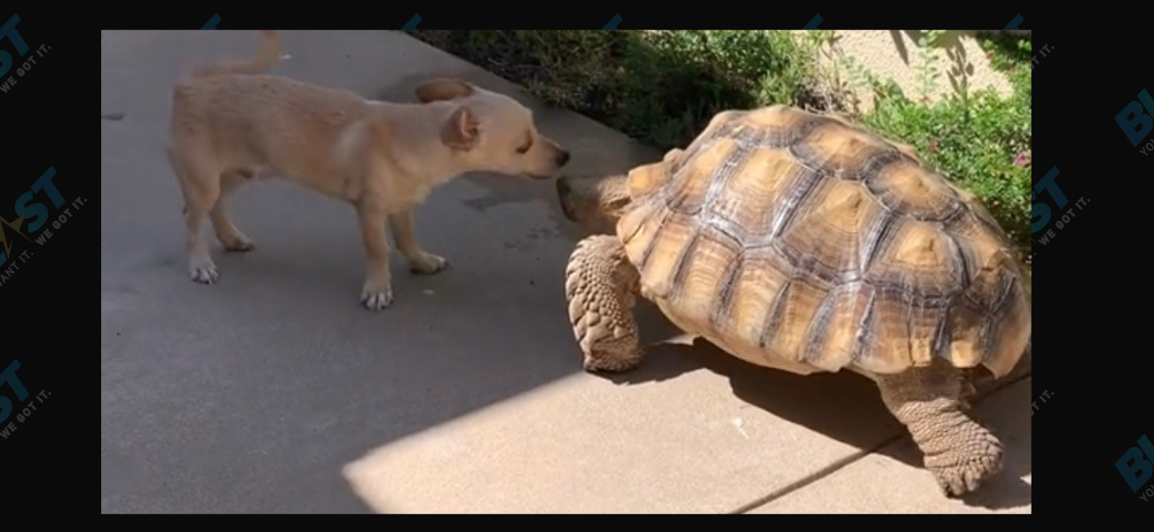 The Unlikely Love Story Of Tilly G And Skippy