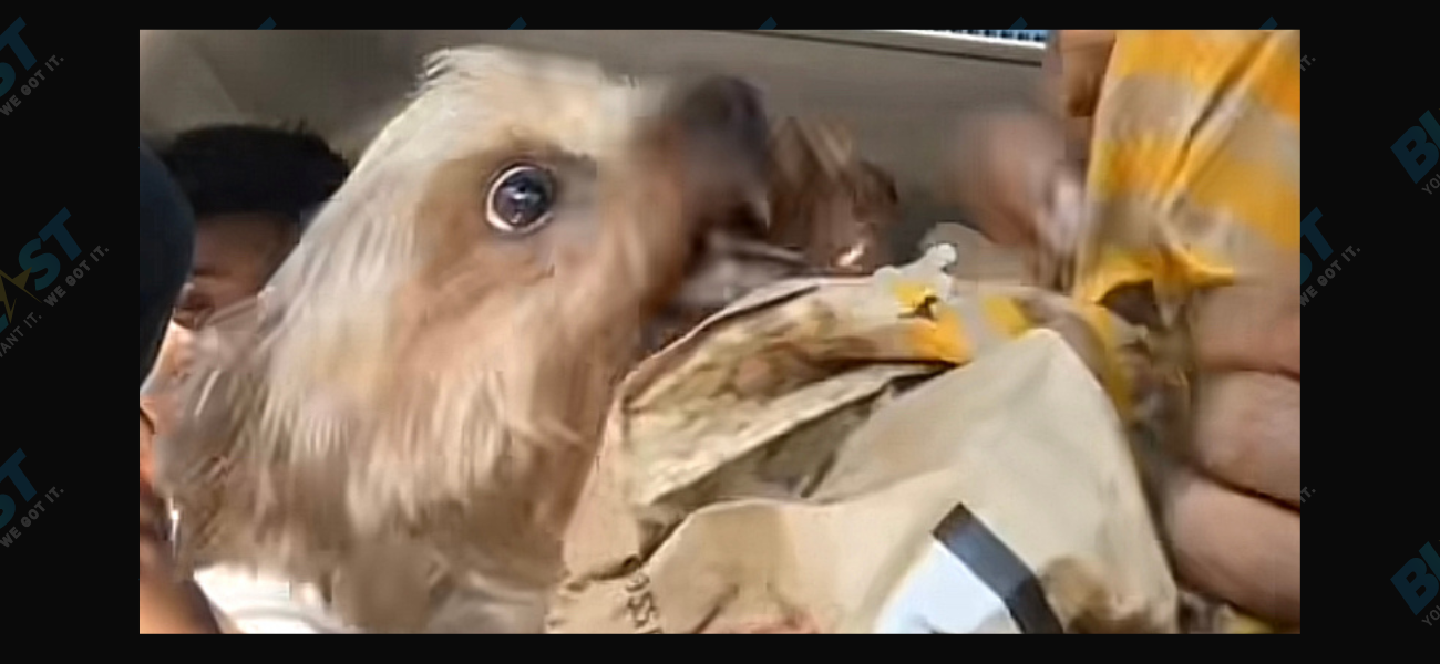 This Little Yorkie On TikTok Has A Big Obsession With Food!
