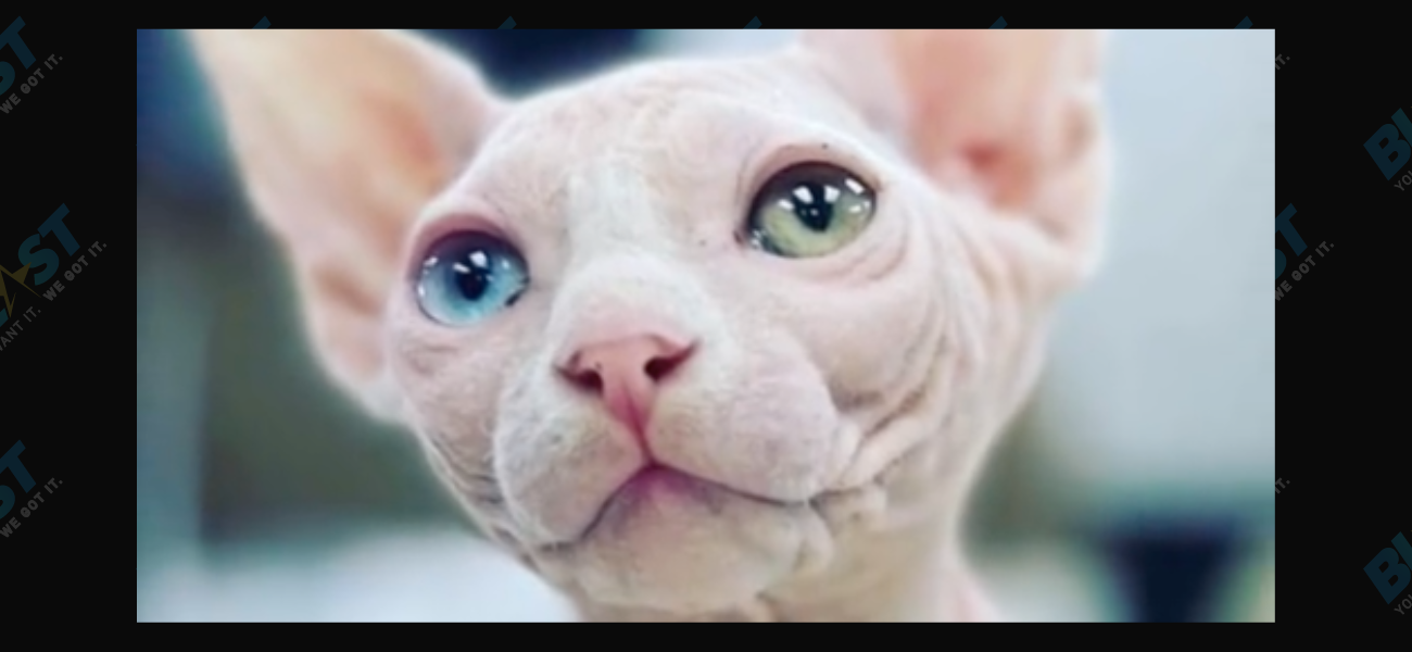 Nudacris Can't Beat The Christmas Tree So He Became One!