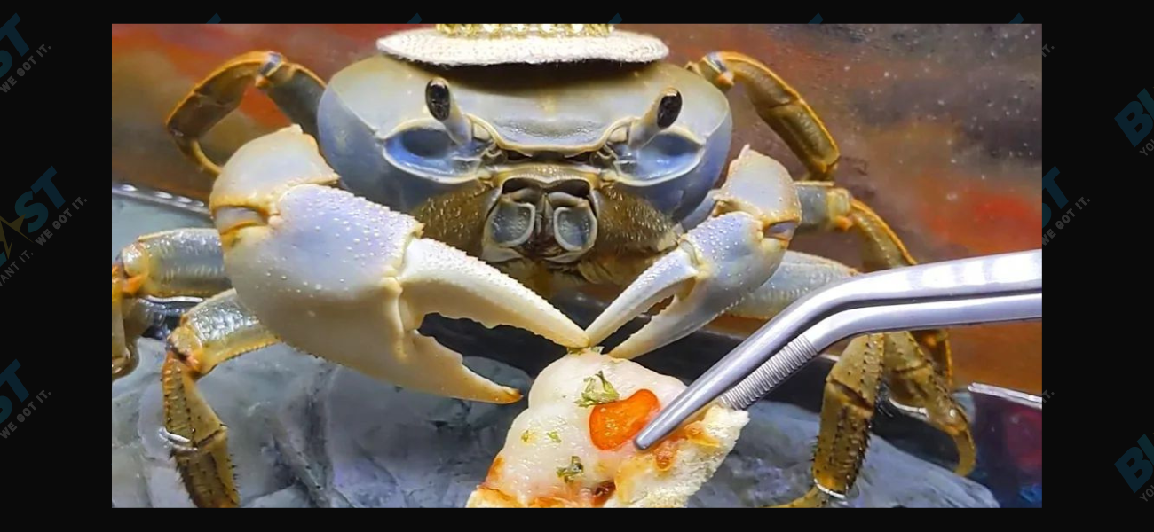 Howie the Crab Hasn't Molted But TikTokers Won't Give Up Hope!