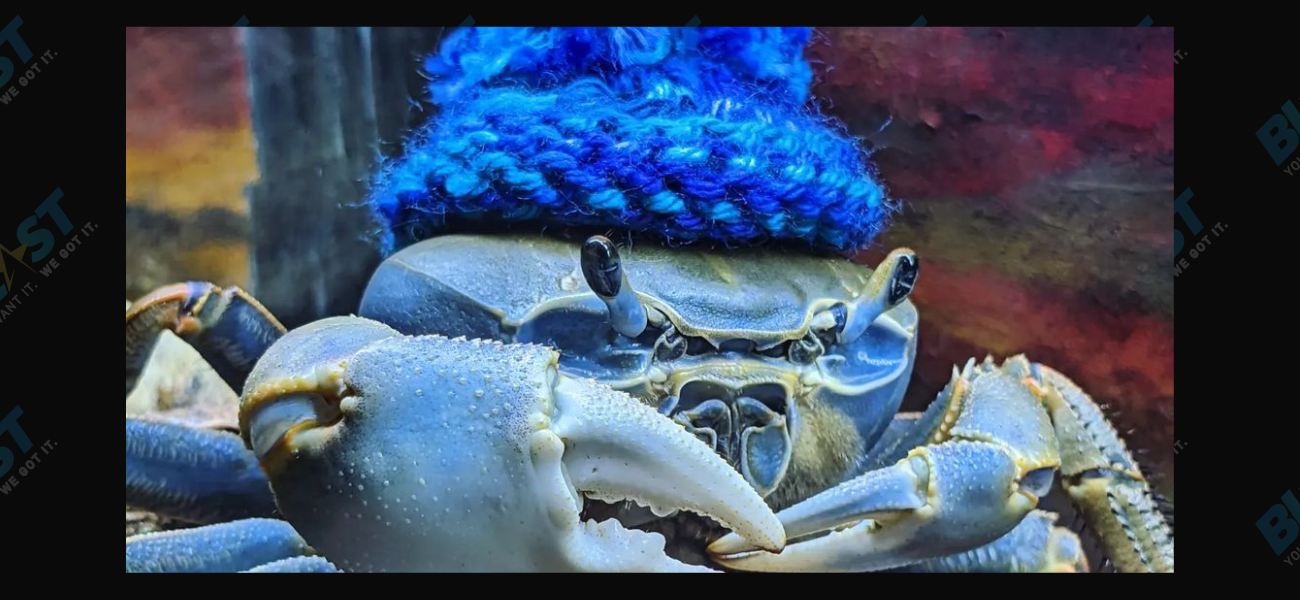 Howie The Crab Still Hasn't Molted But Is 'Lively And Receptive'