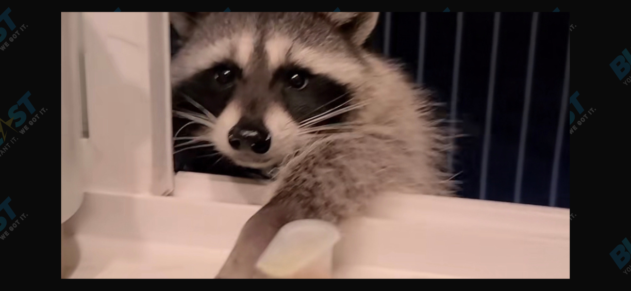 Morning Visitor Turns Kitchen Window Into 'Raccoon Drive-Thru'