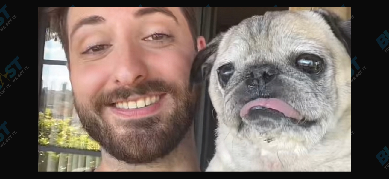 TikTok Star Noodle the Pug's Legacy Lives On With New Book
