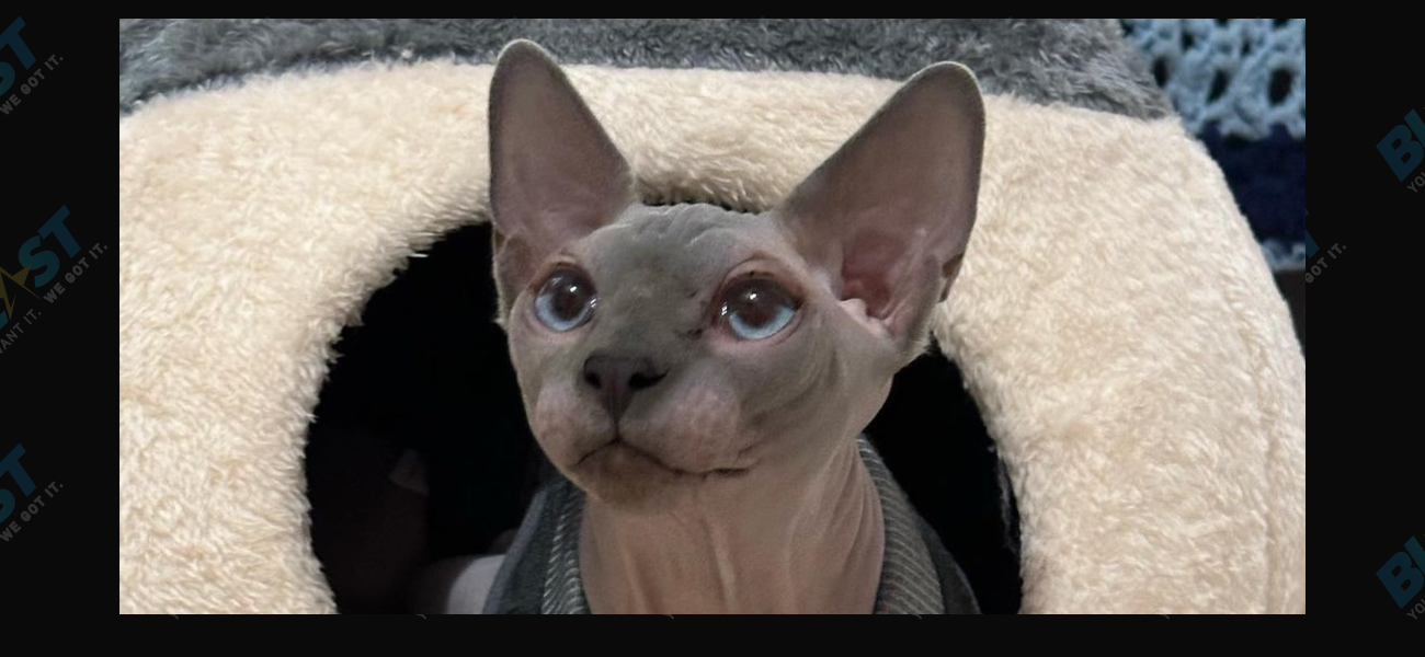 TikTok Naked Cat Mr. Nimbus Hasn't Had The Best Post Surgery Experience ...