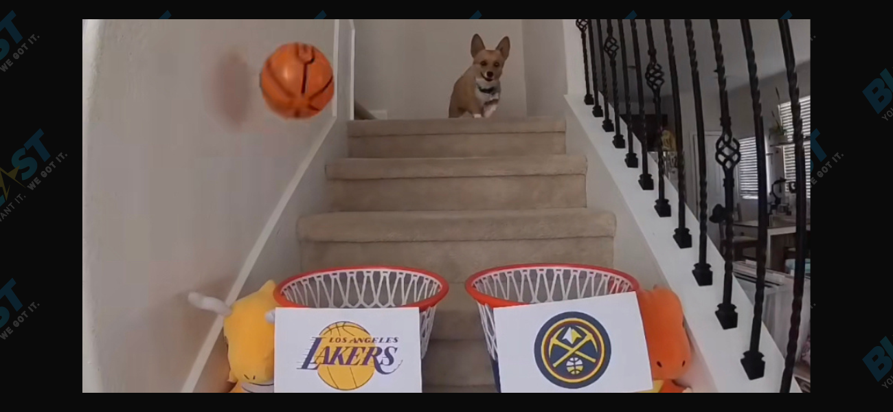 TikTok Famous Lilo The NBA Loving Corgi Shares New Predictions!