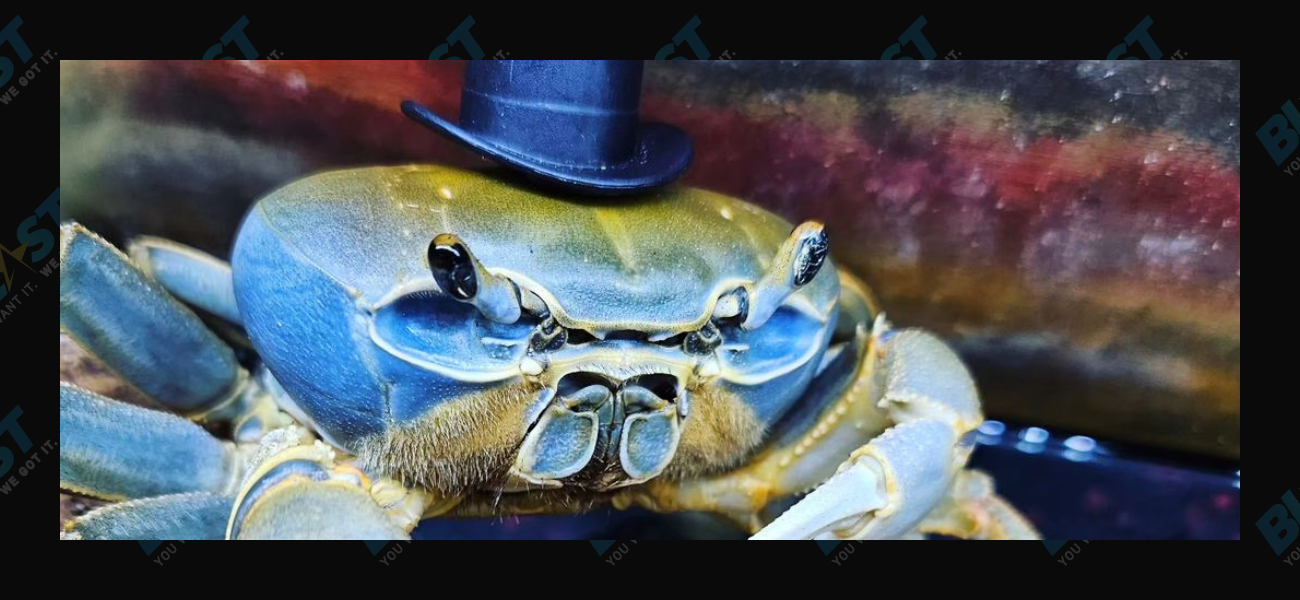 Howie The Crab Is Getting Ready To Molt Again And Fans Are Concerned