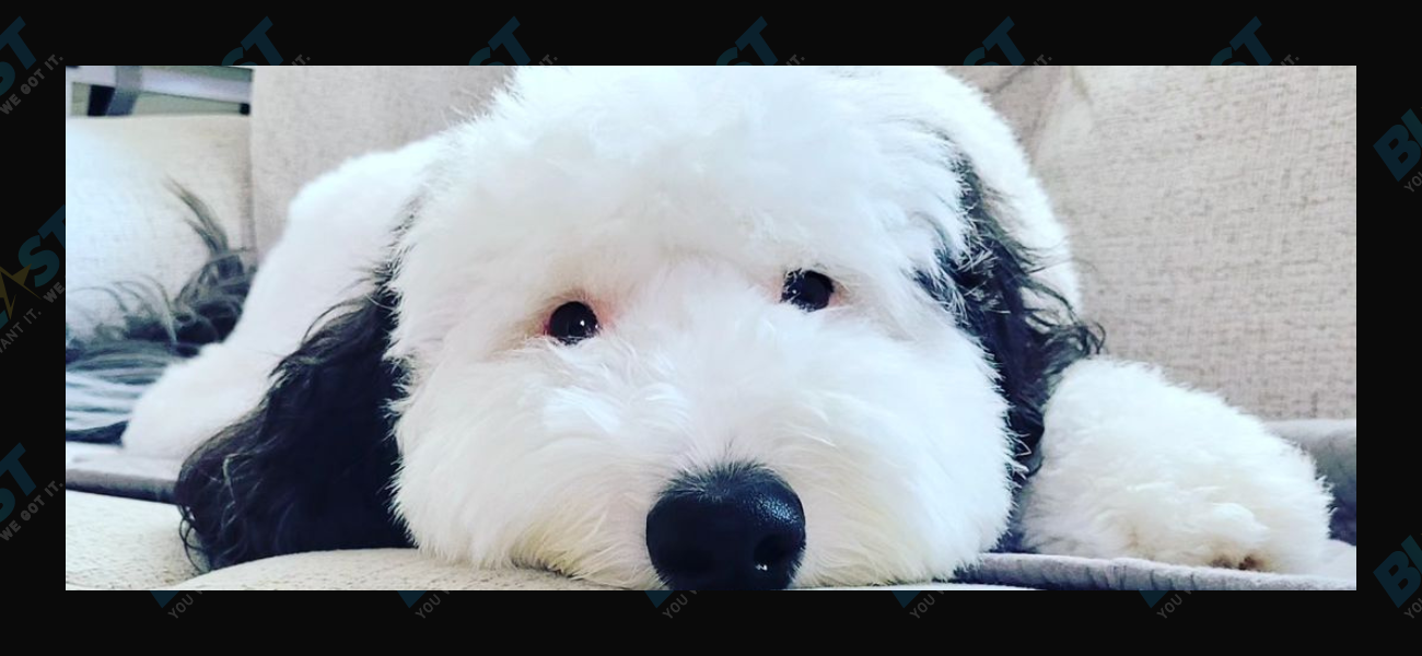Bayley The Sheepadoodle Celebrated Snoopy's Birthday With Snoopy!