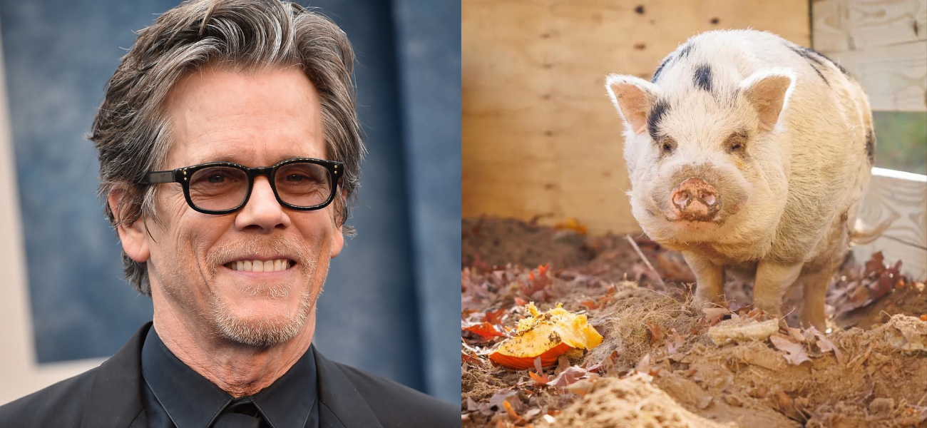 Runaway Pig Named Kevin Bacon Is No Longer 'Footloose': 'He's Home'