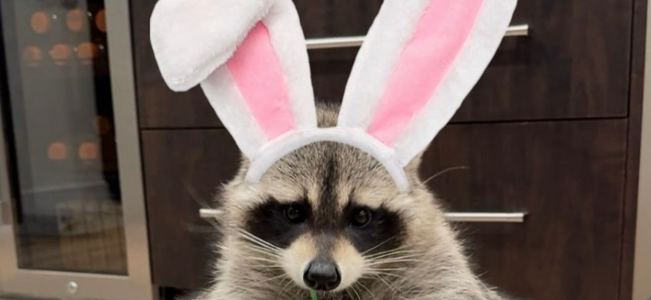 Meet The 2024 Cadbury Bunny: A Rescue Raccoon Named Louie!