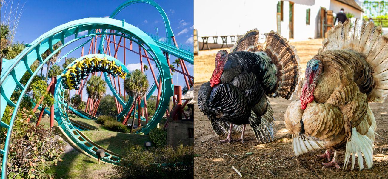 Flock Of Turkeys Test Ride New Roller Coaster At Indiana Theme Park