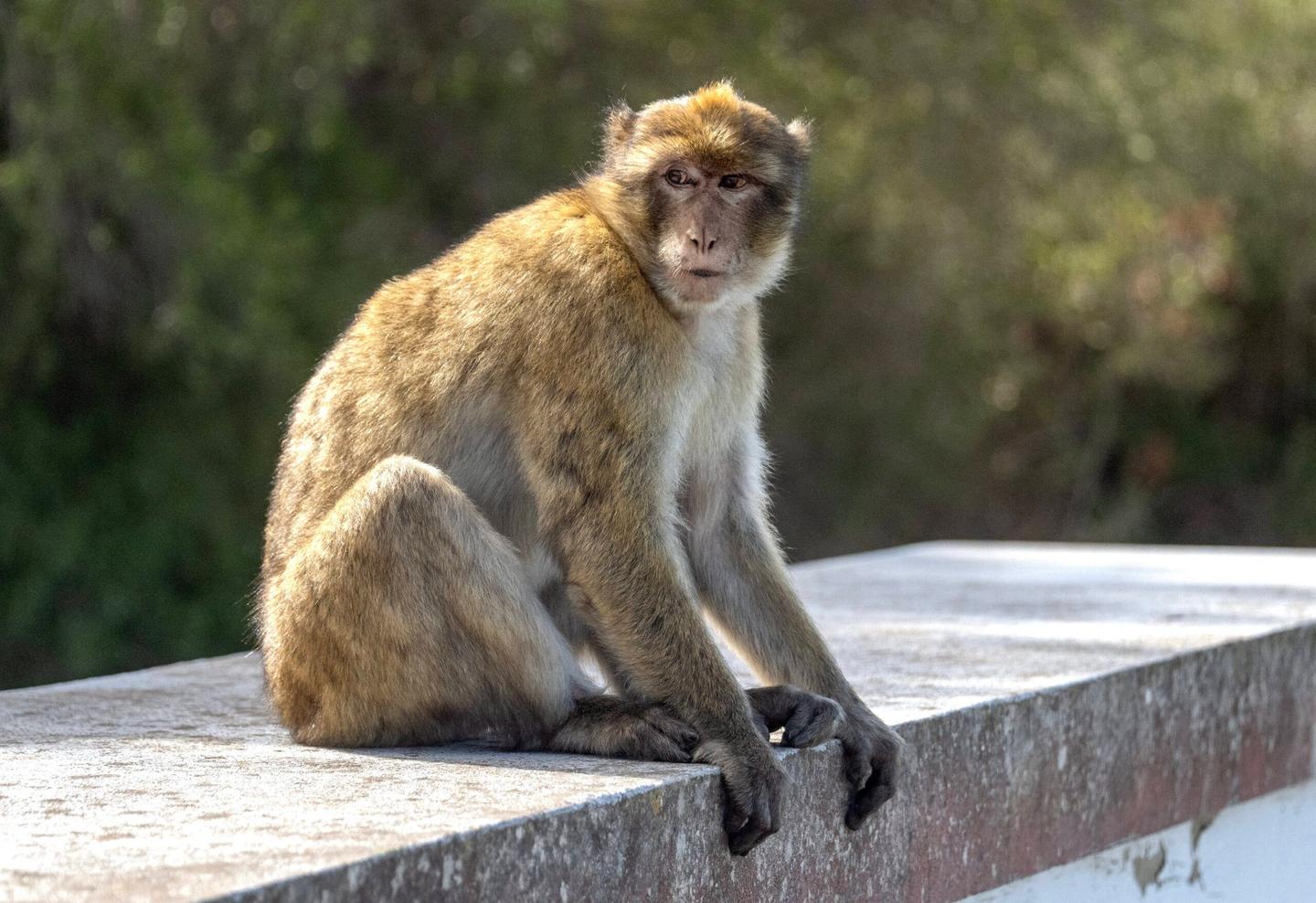 Monkey 'Rips Out' 10-Year-Old Boy's Intestines During Fatal Attack