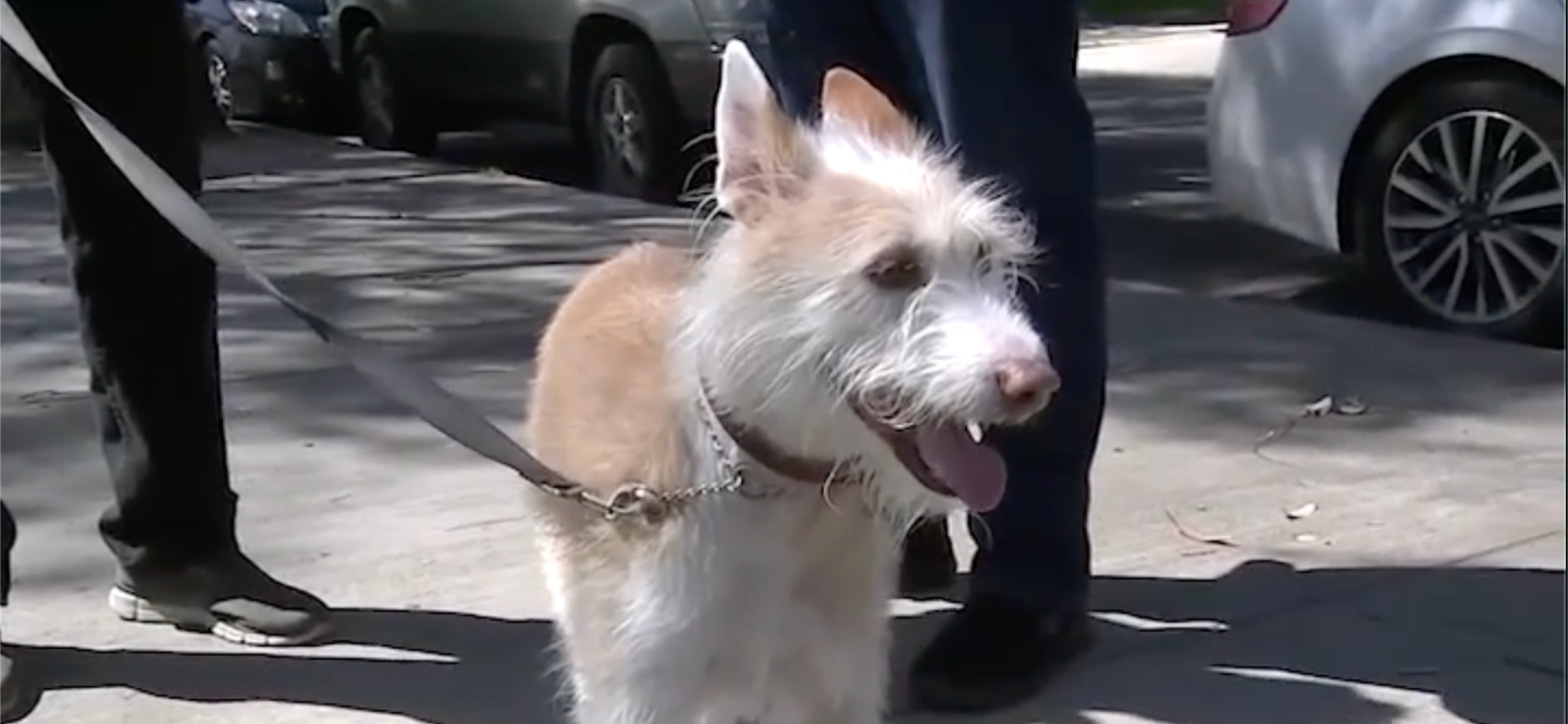 Dog Is 'Completely Out Of It' After Ingesting Cocaine In Los Angeles