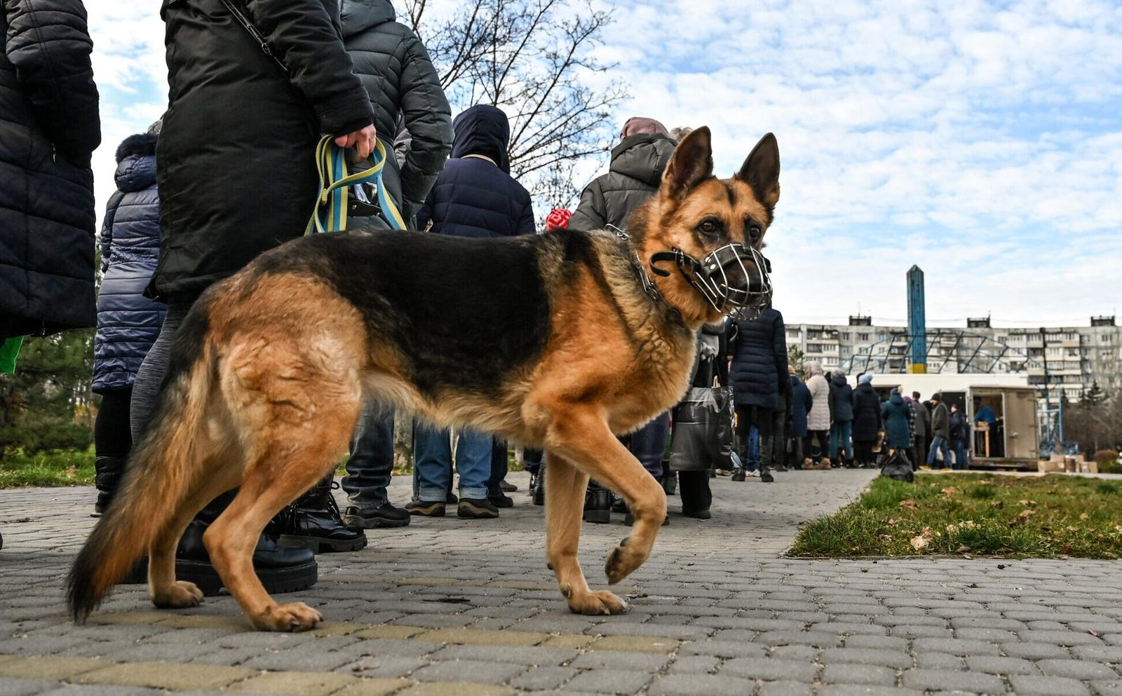 Arizona Police Mourn Police Dog Kenzo After His Fatal Stabbing