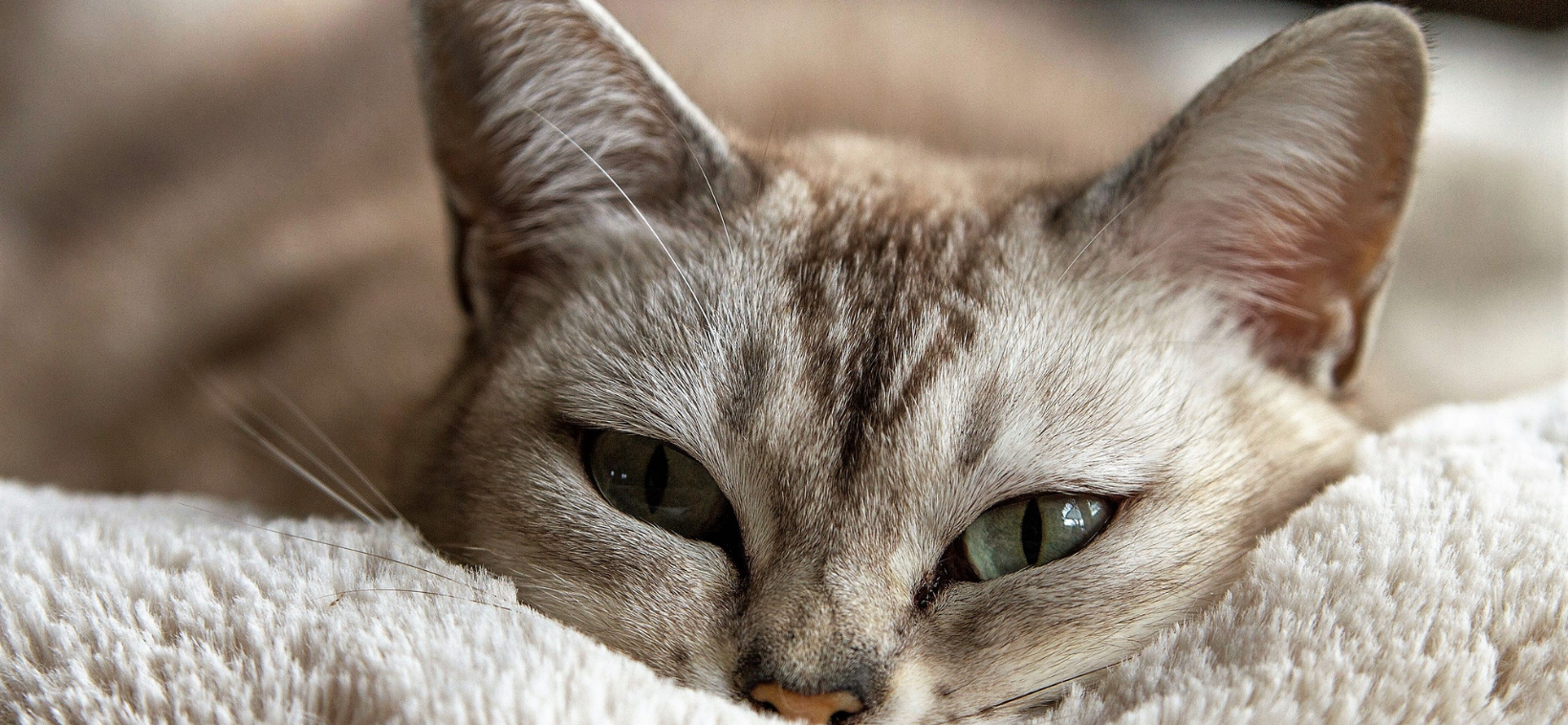 'Neuter Your Ex' Or 'Cry Me A Cockroach' To Celebrate Valentine's Day