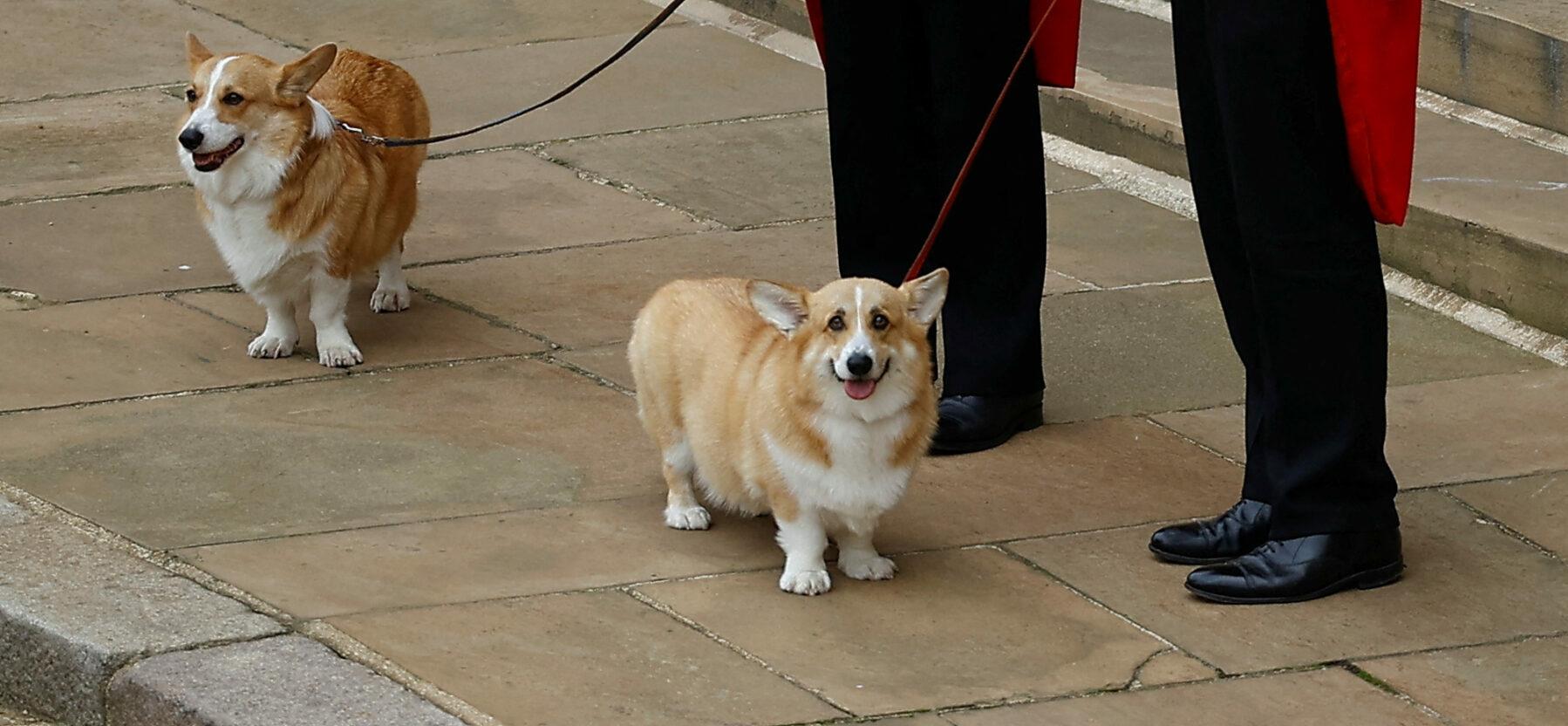 Queen Elizabeth II's Corgis Sit Awaiting Their Final Goodbye