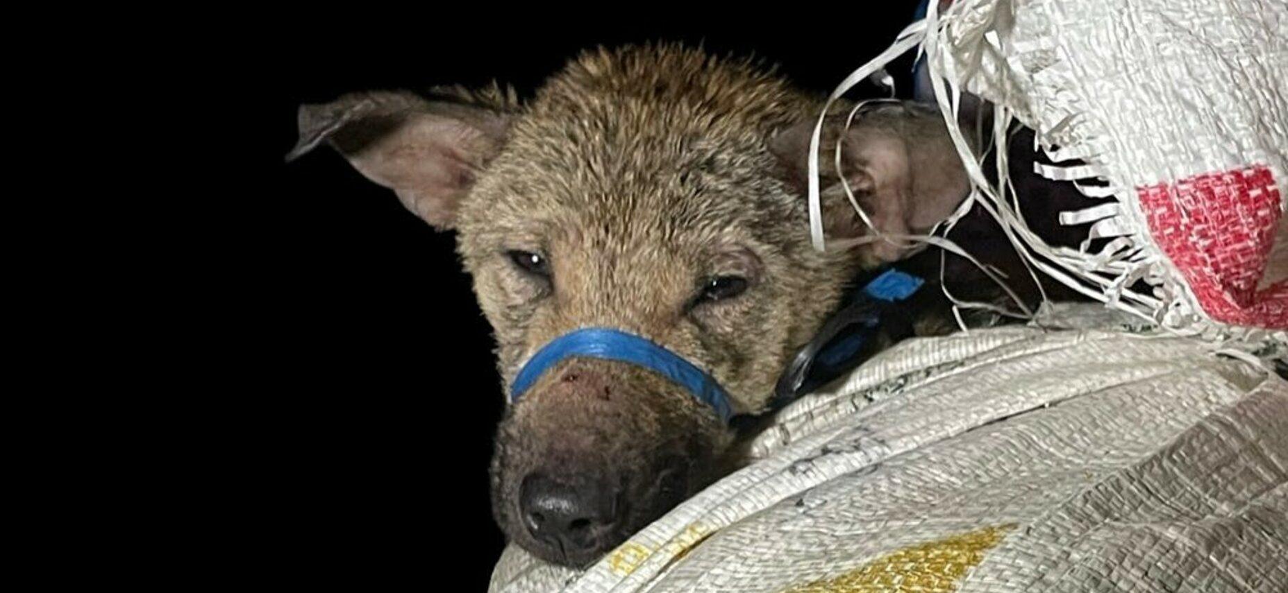 Illegal Dog Meat Slaughterhouse Large-Scale RAID: 52 Pups SAVED!