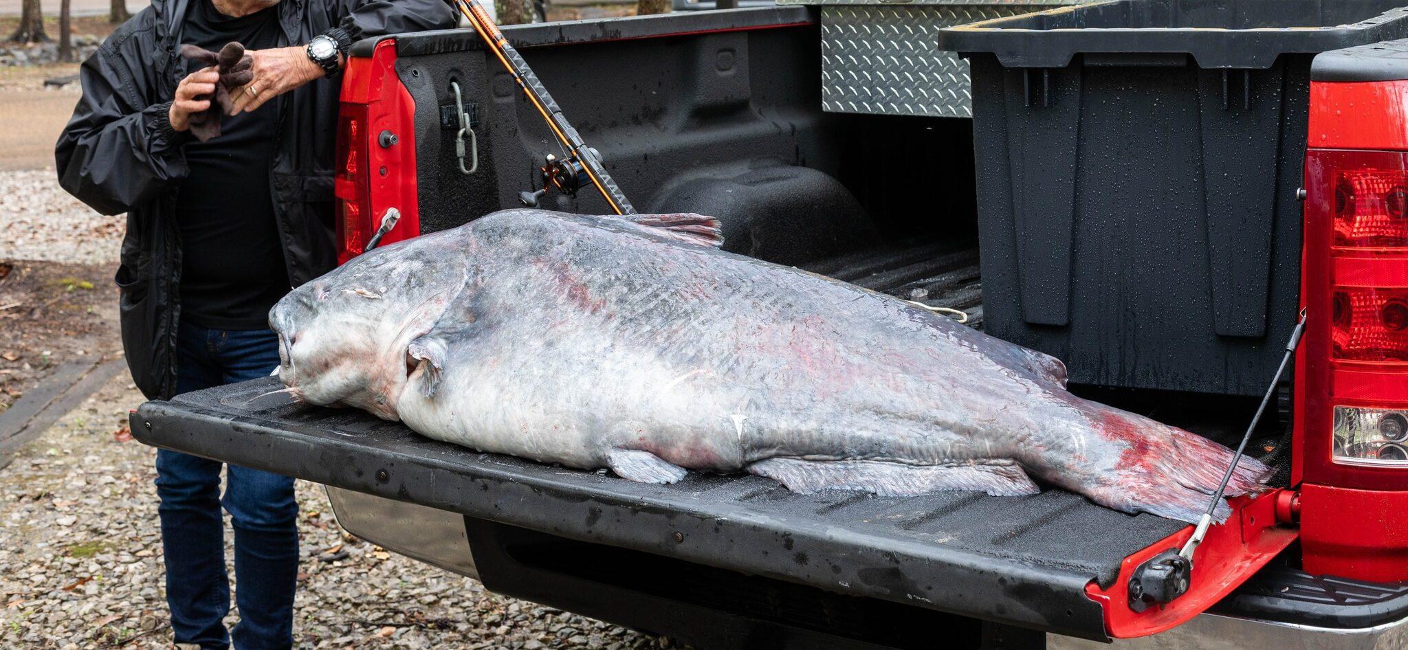 Man Spends 40 Minutes Catching Record-Breaking 131 Pound Fish