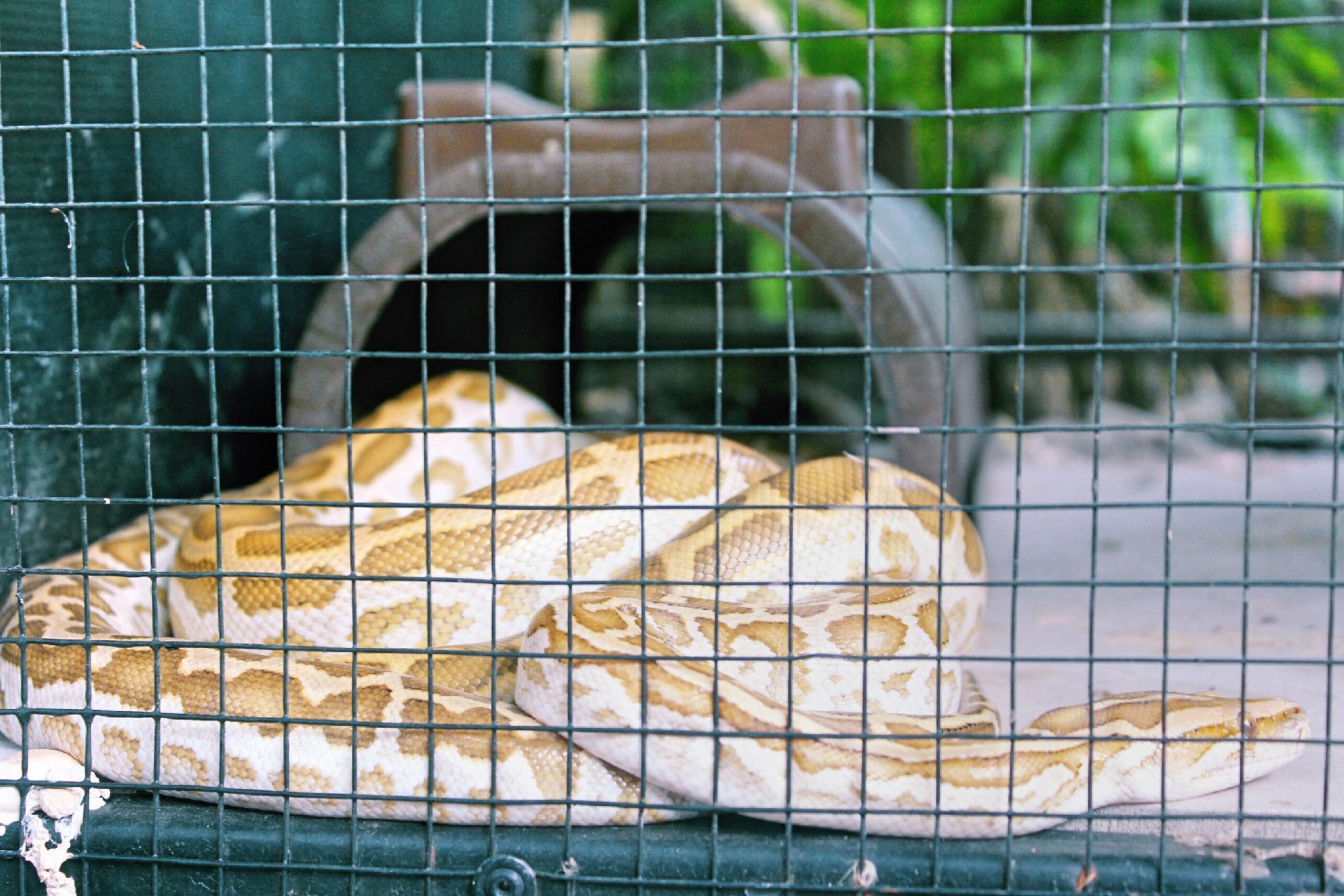 Massive Pile Of Invasive Burmese Pythons Found Mating In Florida