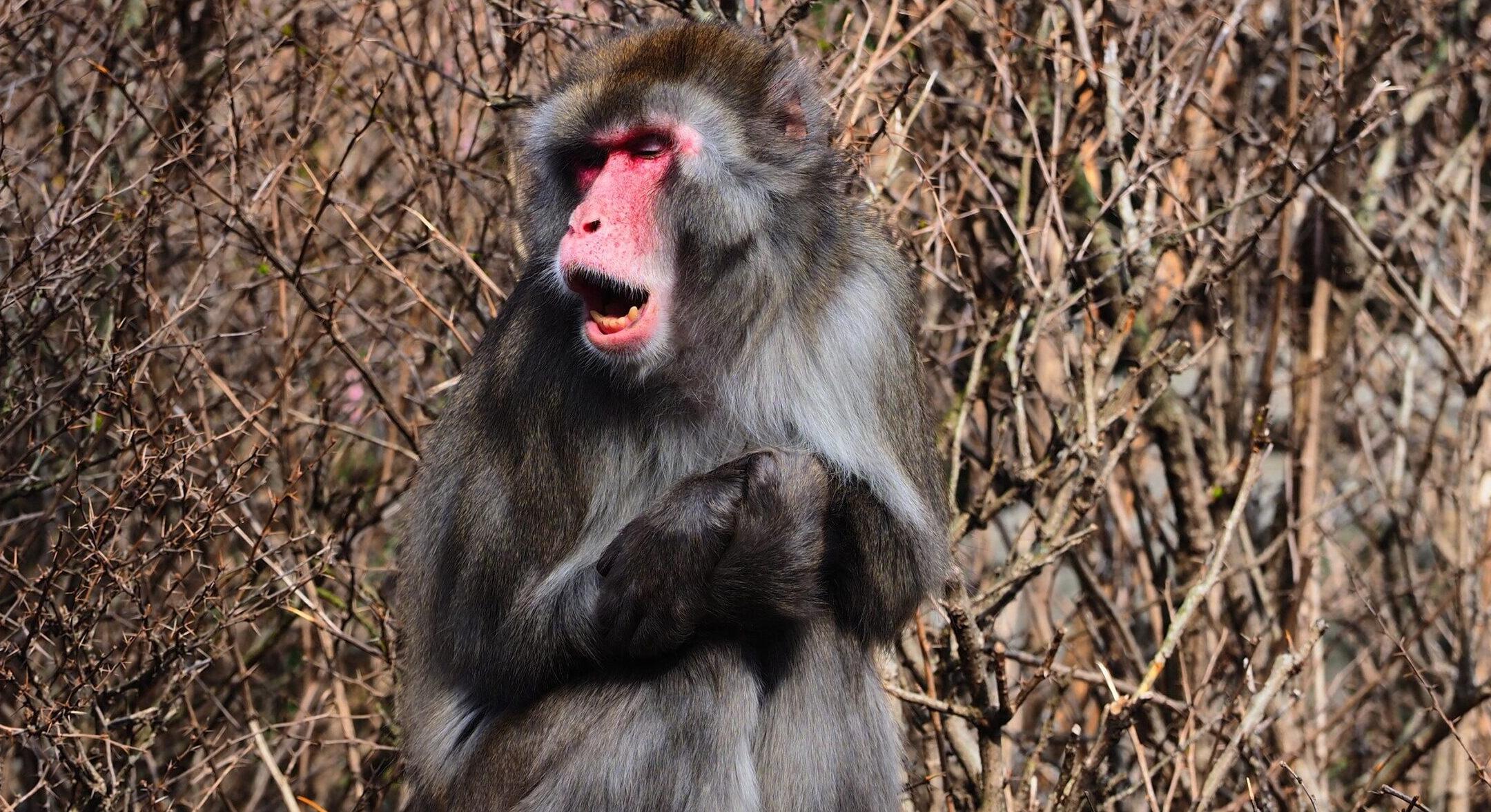 Monkey 'Rips Out' 10-Year-Old Boy's Intestines During Fatal Attack