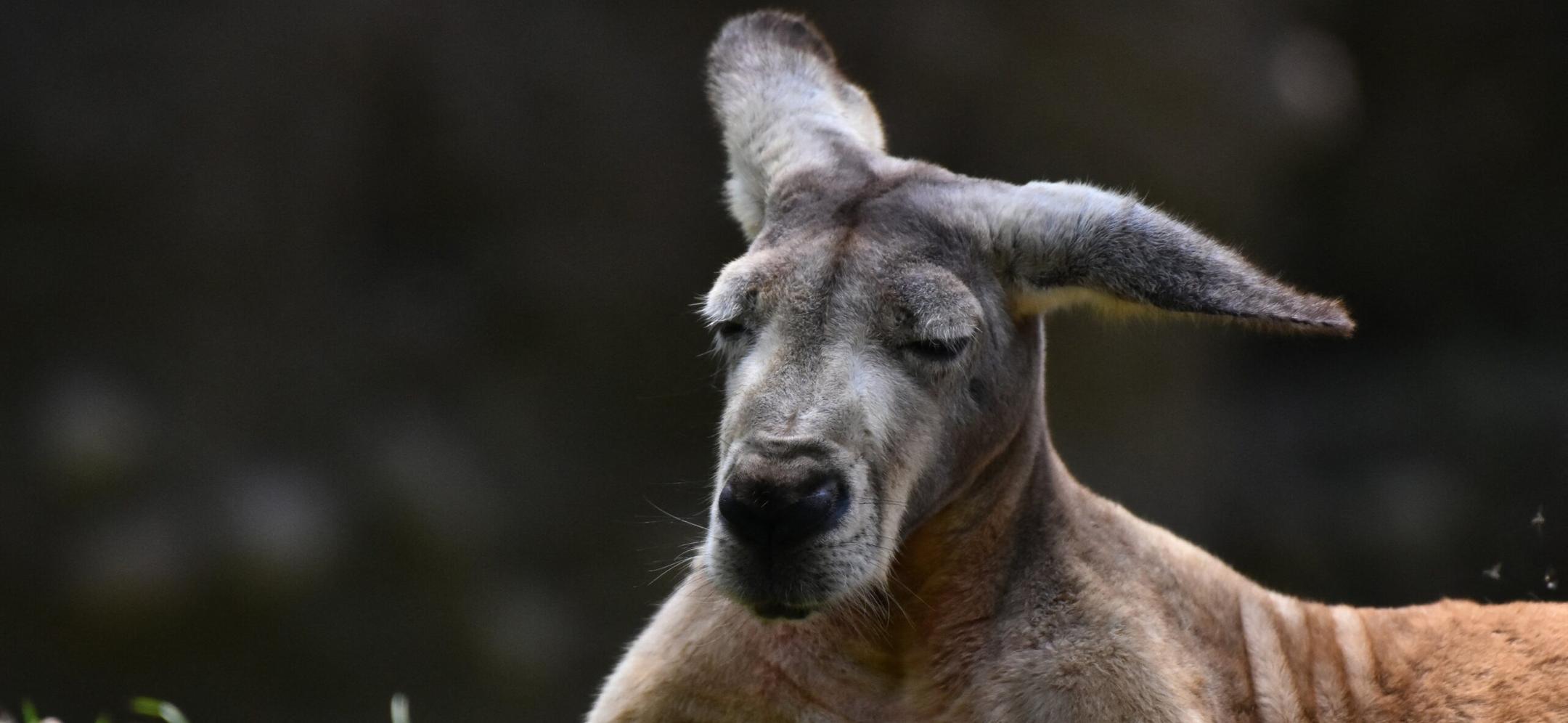 Man Fights Off 'Jacked' Kangaroo To Rescue His Dog