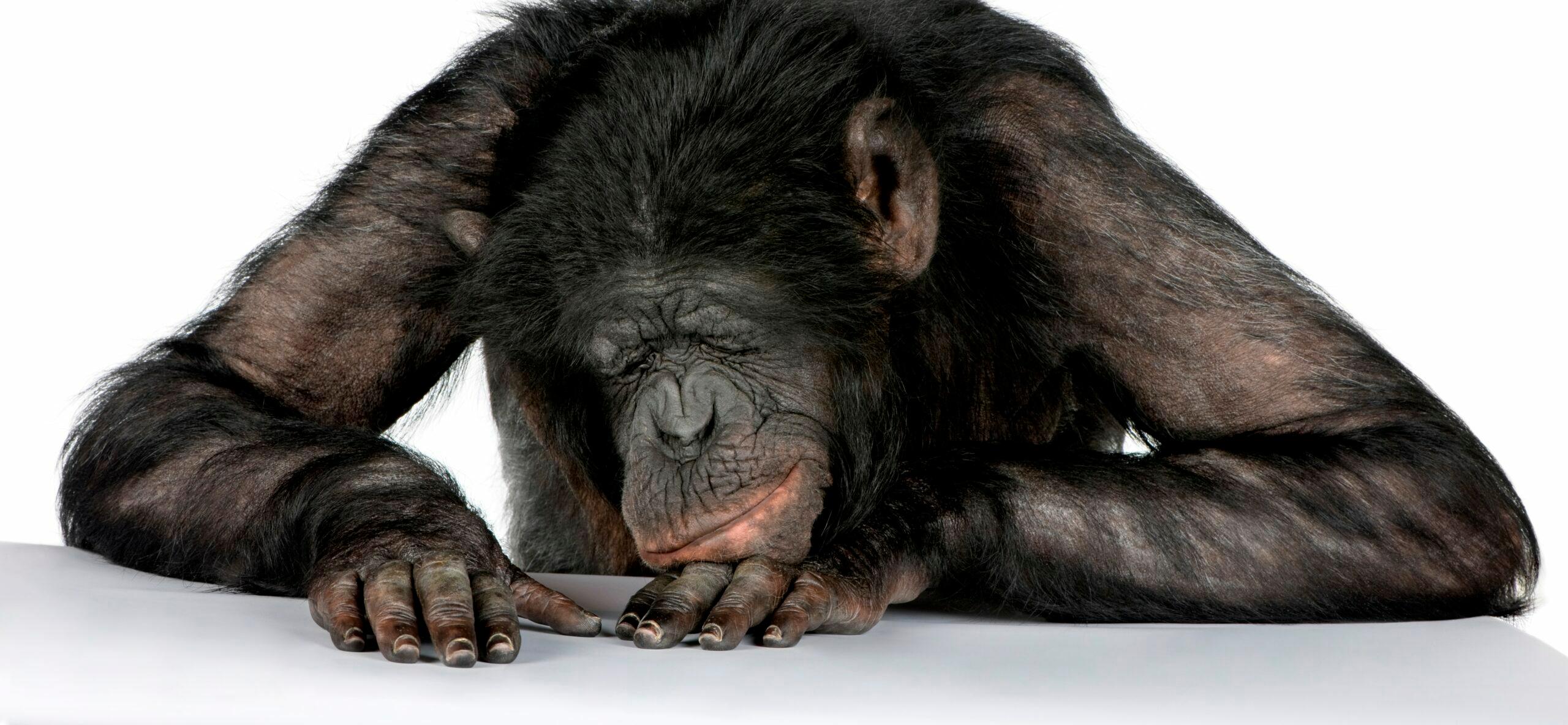 Typo Causes Trader To Sell Bored Ape NFT For Just $2,844