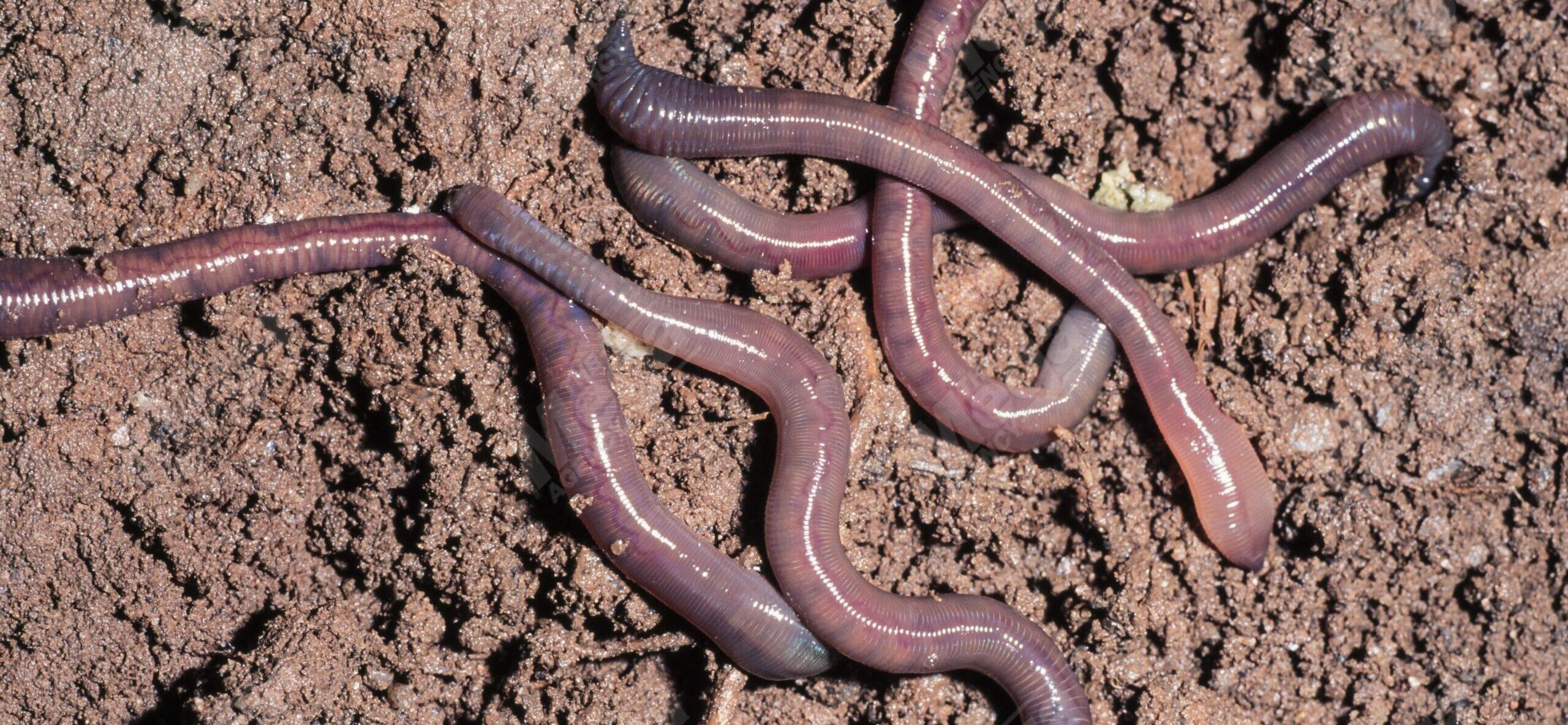 Jumping Worms In California Are Concerning Scientists