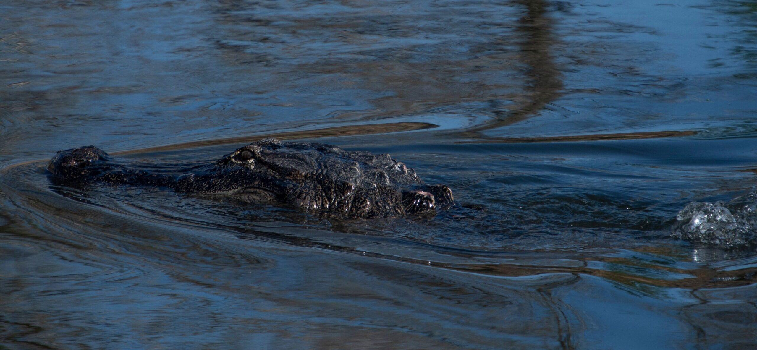 Passerby Sees Horrific Sight In Largo Florida; Alligator With Lifeless Body