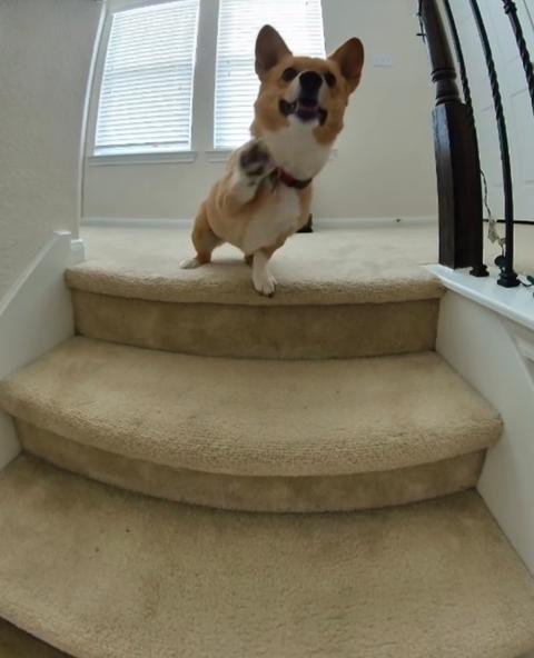 TikTok Famous Lilo The NBA Loving Corgi Shares New Predictions!