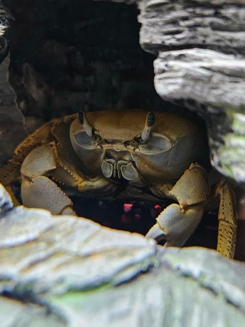 Howie The Crab Molted As 29,000 Fans Watched Live!