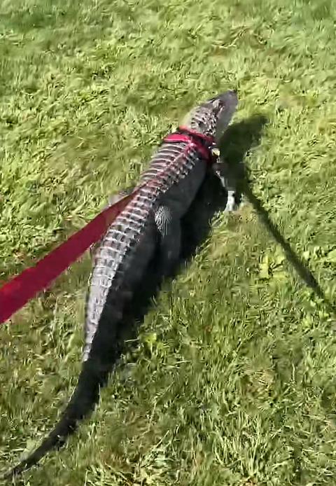 Update On Stolen Emotional Support Gator Unveils Grim Reality