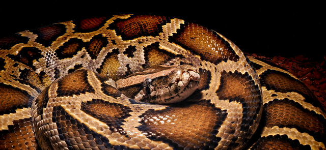 Massive Pile Of Invasive Burmese Pythons Found Mating In Florida