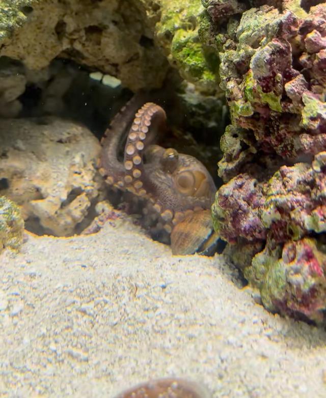 TikTok Famous Terrance The Octopus Died, Leaving A Tentacled Legacy