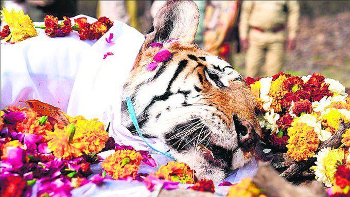'Supermom' Tiger Given Beautiful Burial After Birthing 29 Tiger Cubs