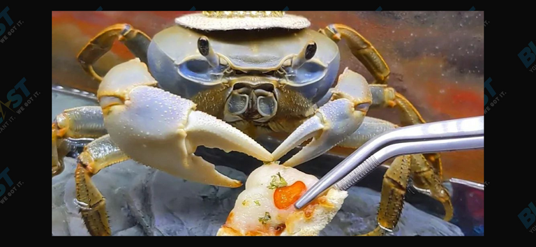 Howie the Crab Hasn't Molted But TikTokers Won't Give Up Hope!