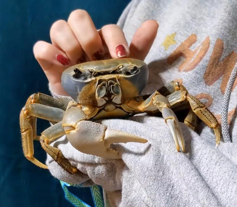 Howie The Crab Has Many Fans Invested In Her Current Molting Situation