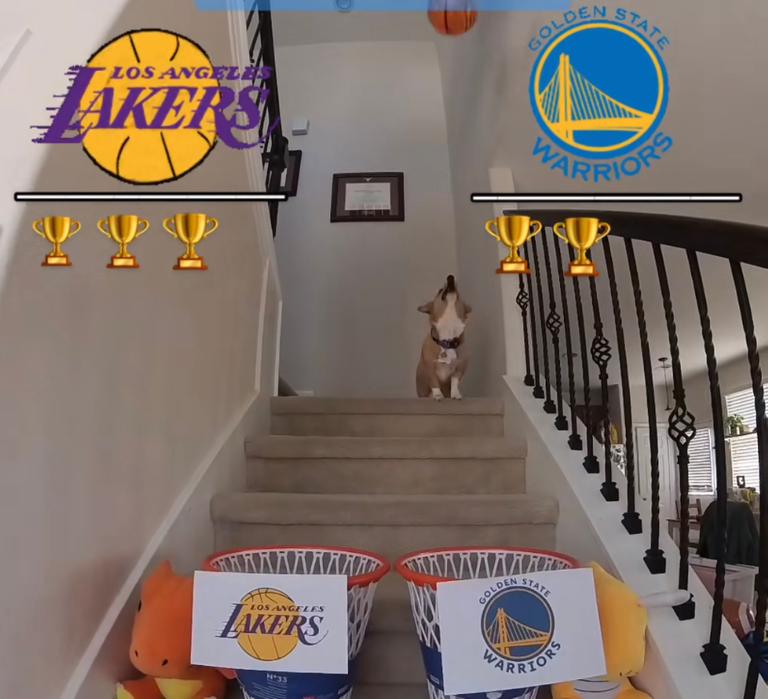 TikTok Famous Lilo The NBA Loving Corgi Shares New Predictions!
