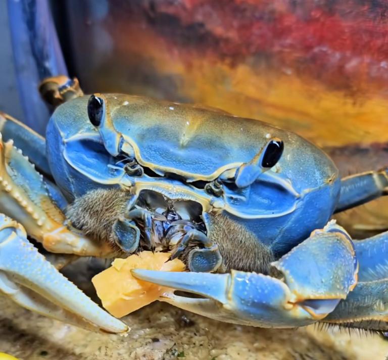 Howie The Crab Faces A Painfully Timed Challenge With Upcoming Molt!