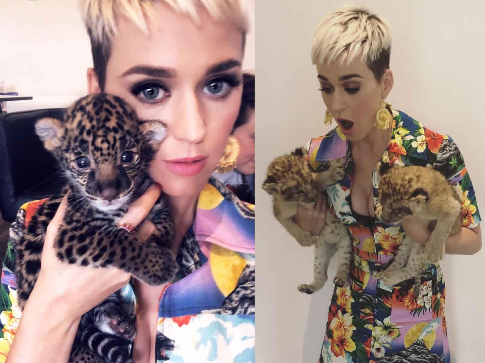 Katy Perry's Lion Selfies 'Cruel,' Says Animal Protection Organization ...